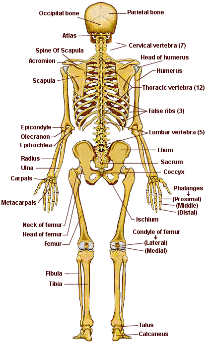 Image _esqueleto_posterior.gif